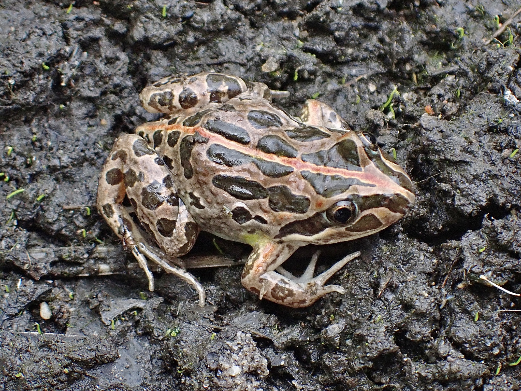 Spotted Marsh Frog | Friends of Native Wildlife Inc.